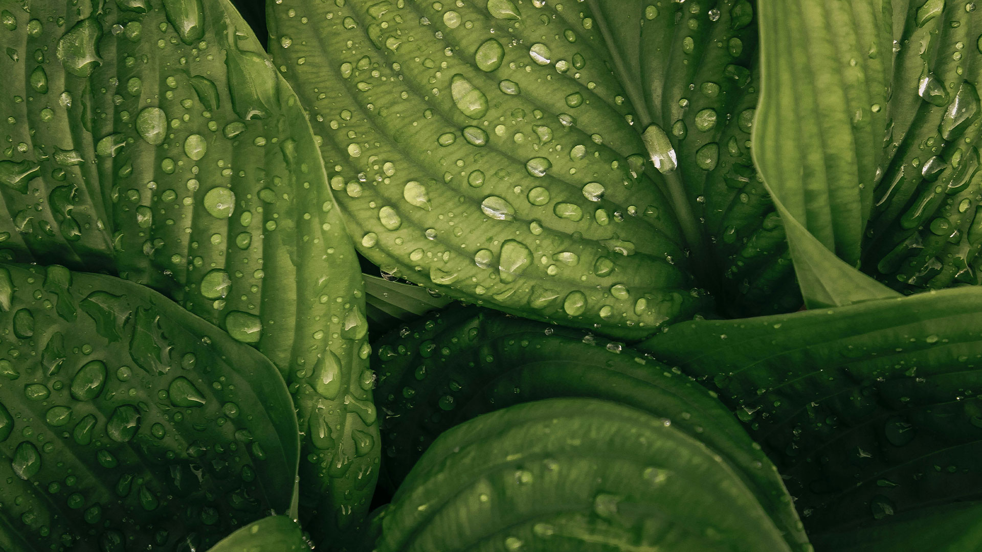 Sustainability - Laviosa